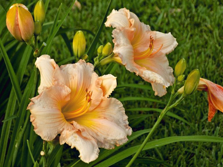 Daylilies: The Perfect Perennial - Blog - Embassy Landscape Group