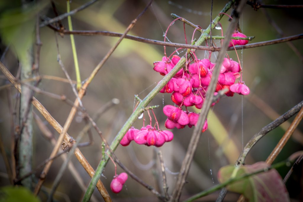 Plant A Grove: Wahoo ( Euonymus atropurpureus ) - Blog - Embassy ...