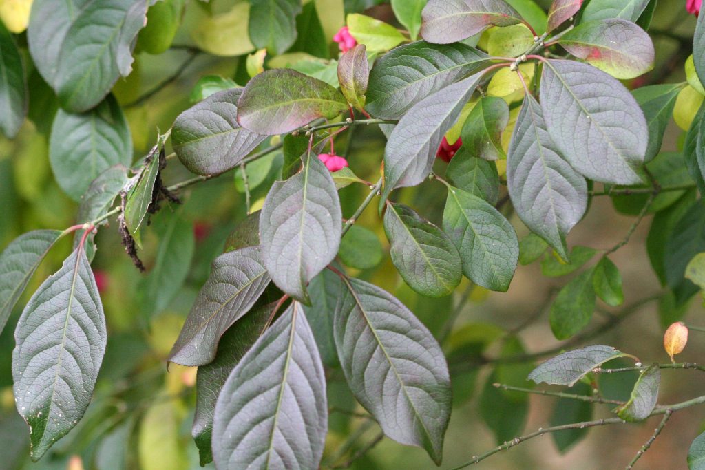 Plant A Grove: Wahoo ( Euonymus atropurpureus ) - Blog - Embassy ...