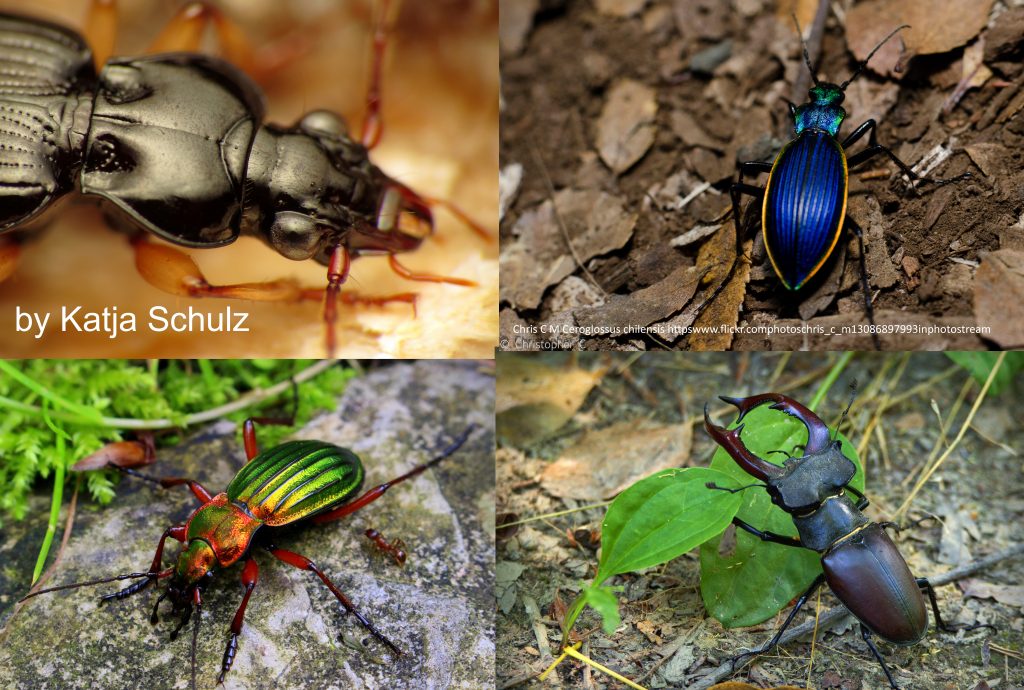 Invite An Insect: Ground Beetles - Blog - Embassy Landscape Group
