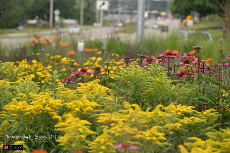 Establish A Community -- In Your Shade Garden Part 1: What Is A Plant ...