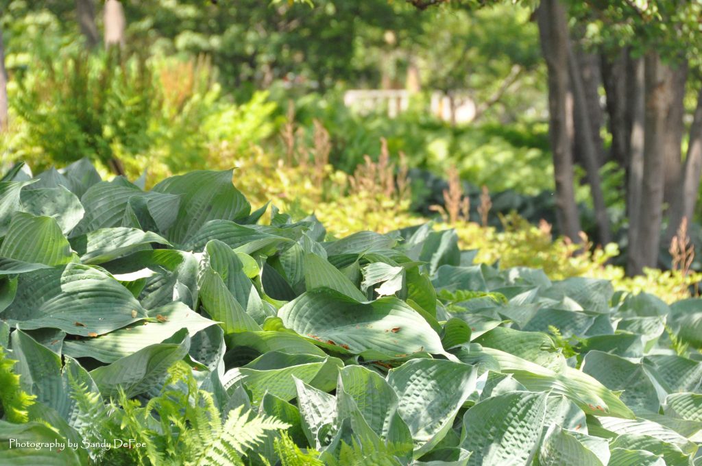 Line, Form And Texture In The Garden - Blog - Embassy Landscape Group