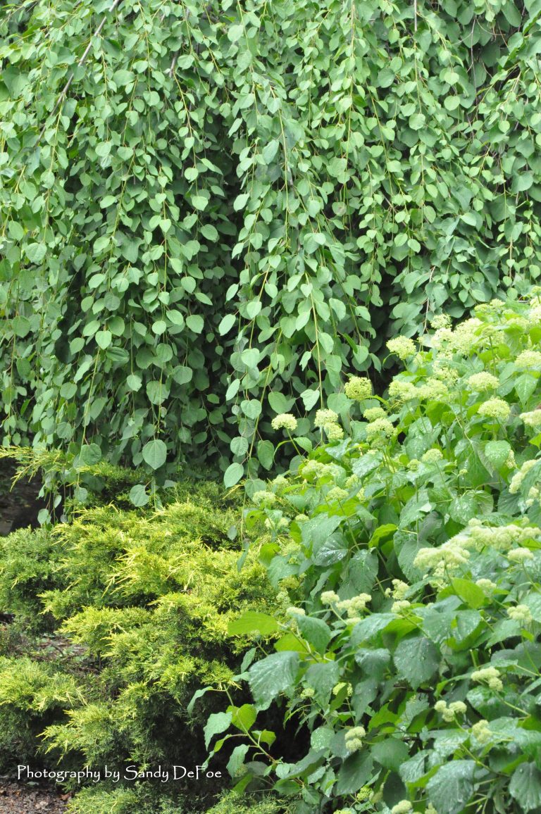 Line, Form And Texture In The Garden - Blog - Embassy Landscape Group