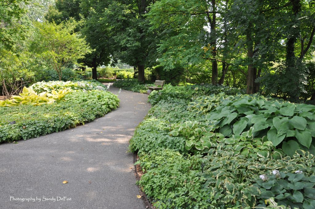 Line, Form And Texture In The Garden - Blog - Embassy Landscape Group
