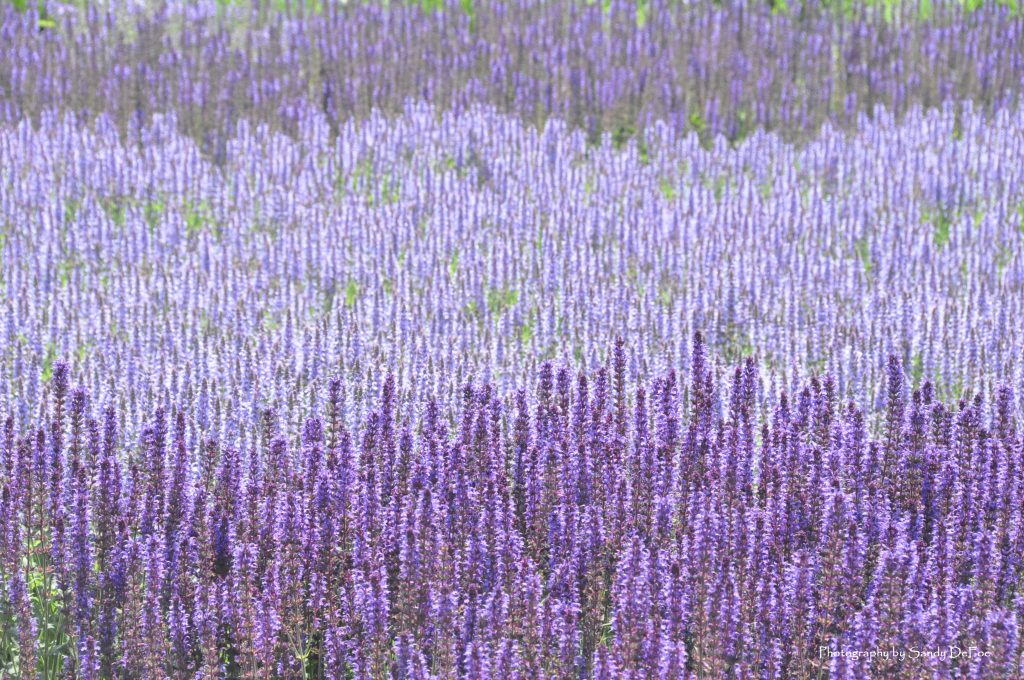 Color In The Garden - Blog - Embassy Landscape Group