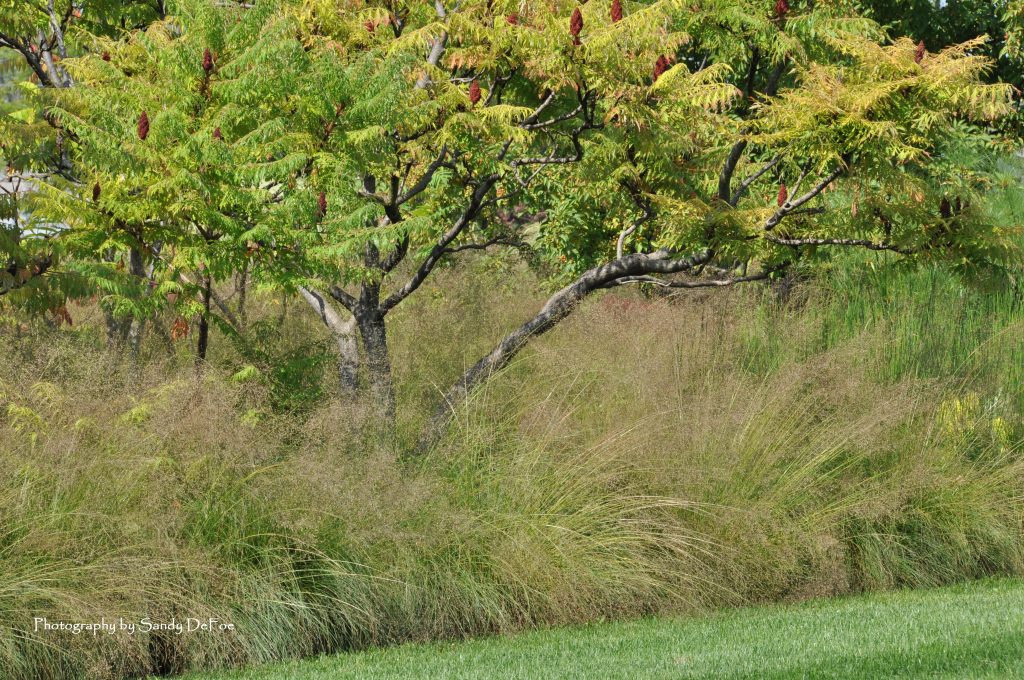 Line, Form And Texture In The Garden - Blog - Embassy Landscape Group